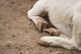 Maintaining Goat Feet - Goat Journal